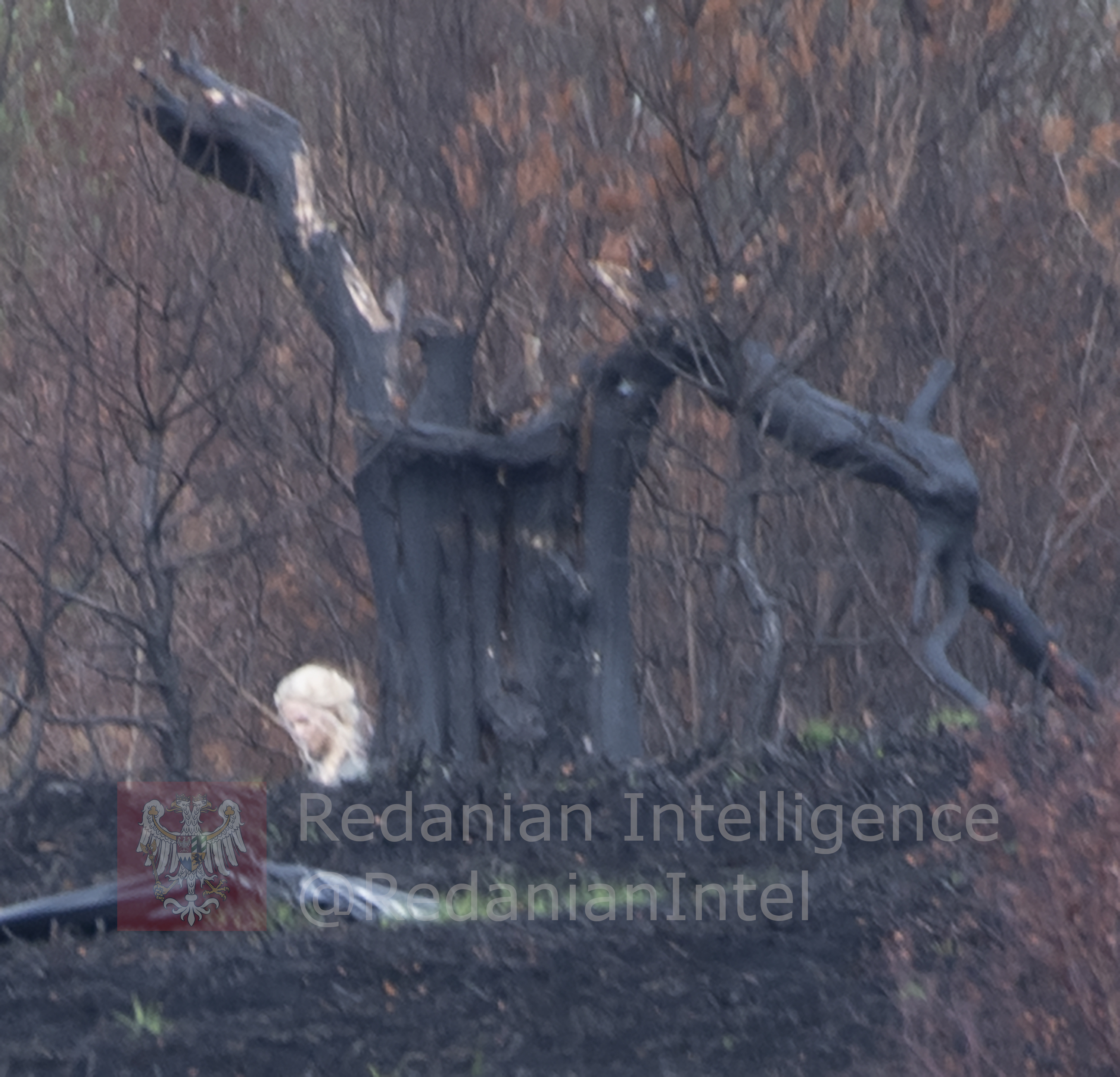 EXCLUSIVE: First look at Ciri's new costume in The Witcher Season 2 ...