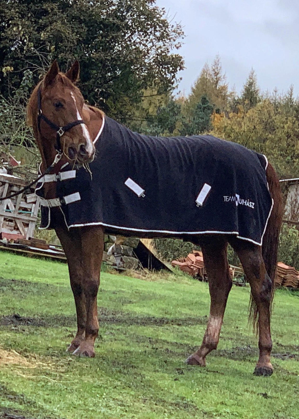 First Roach bids farewell to The Witcher - Redanian Intelligence