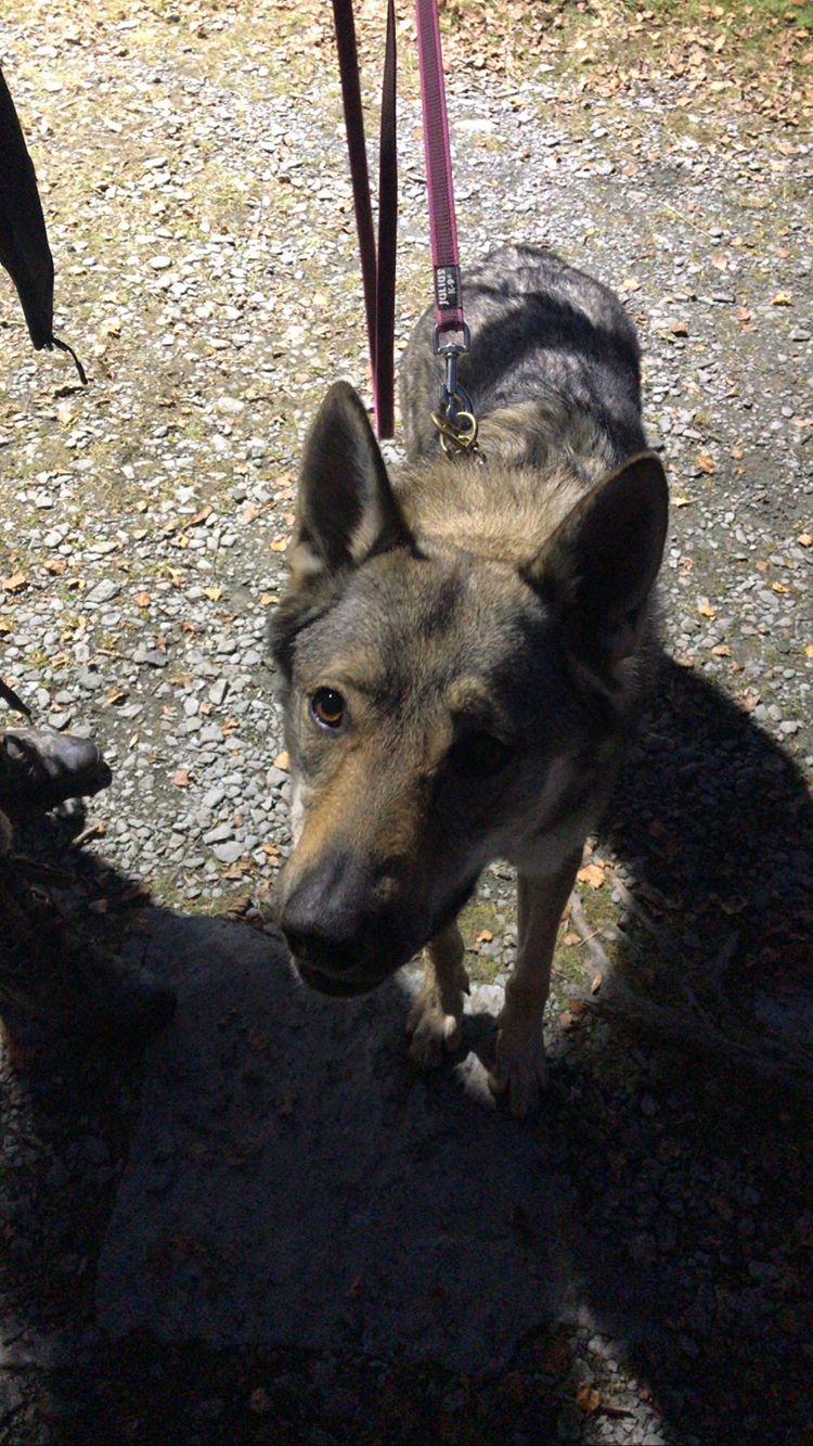 Introducing the animal actors of The Witcher Season 2 - Redanian ...