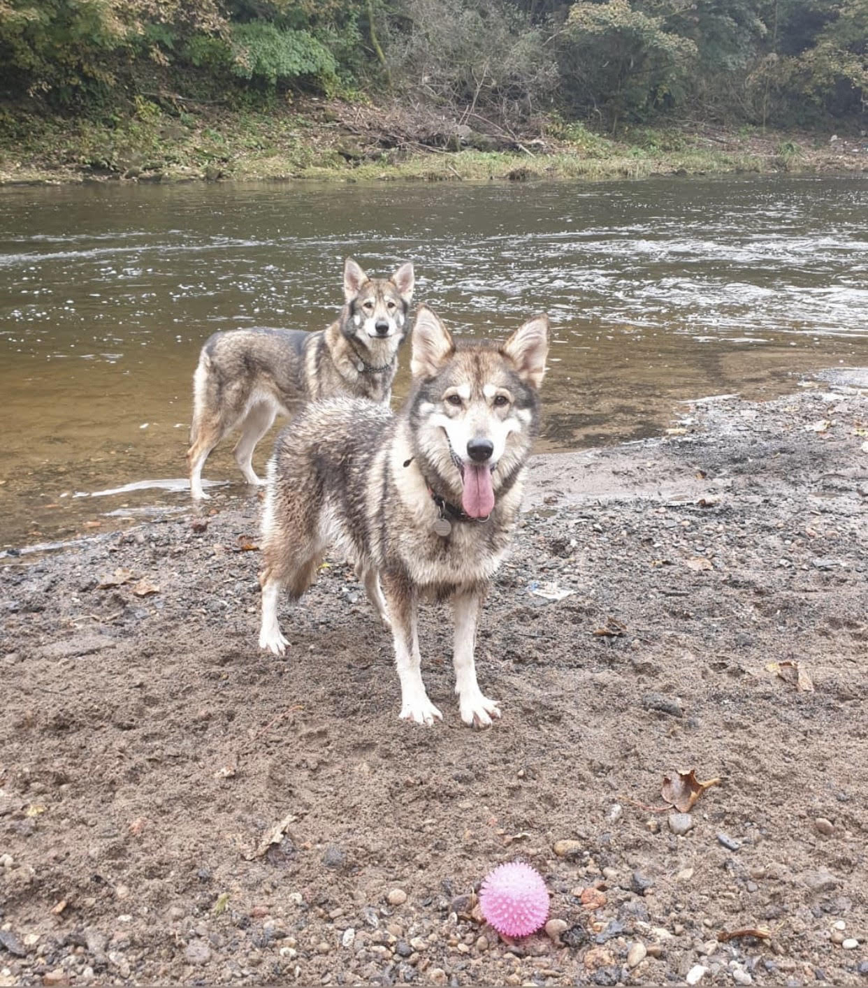 Introducing the animal actors of The Witcher Season 2 - Redanian ...